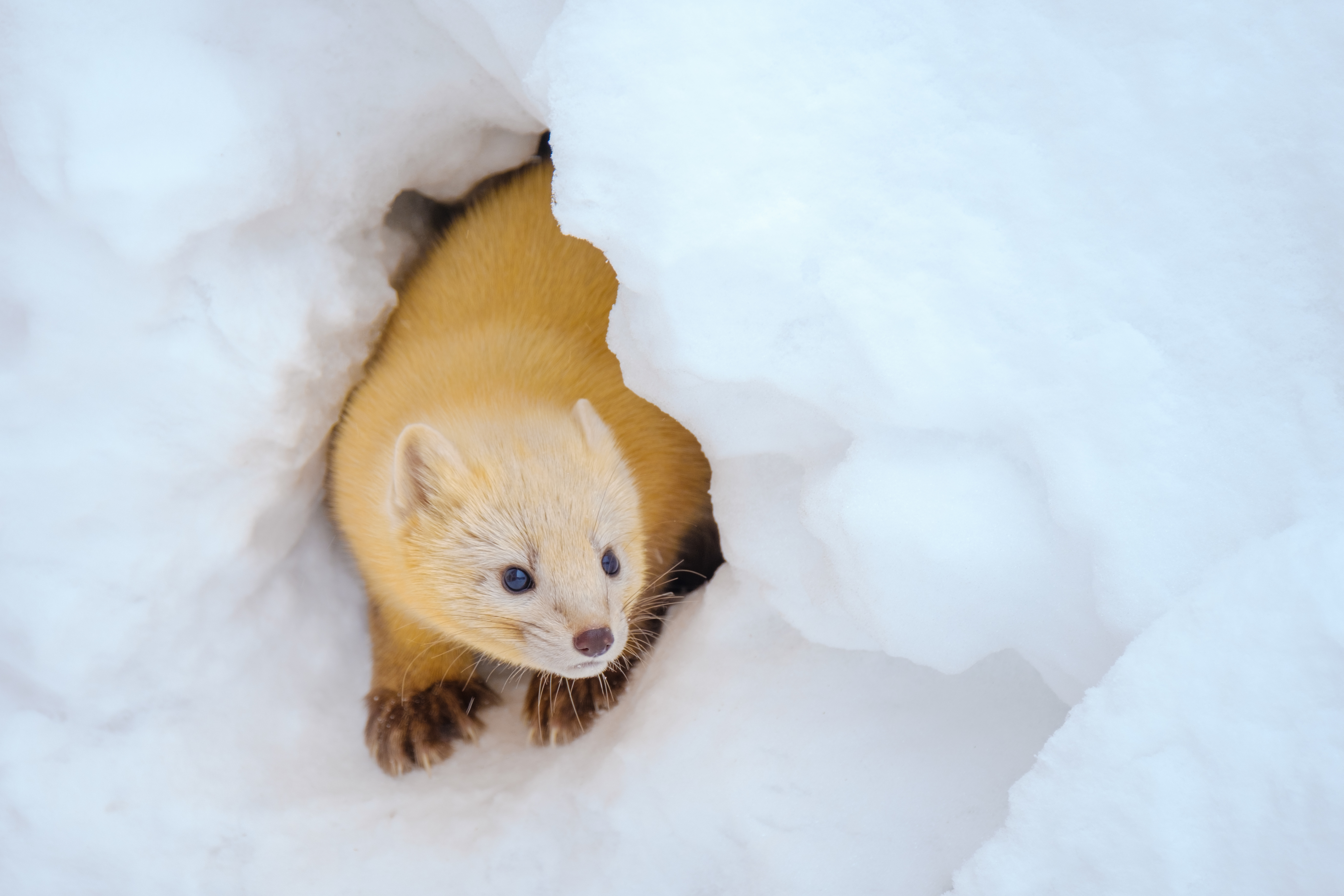 Japanese sable ( Ezo Kuroten ) | Foundation